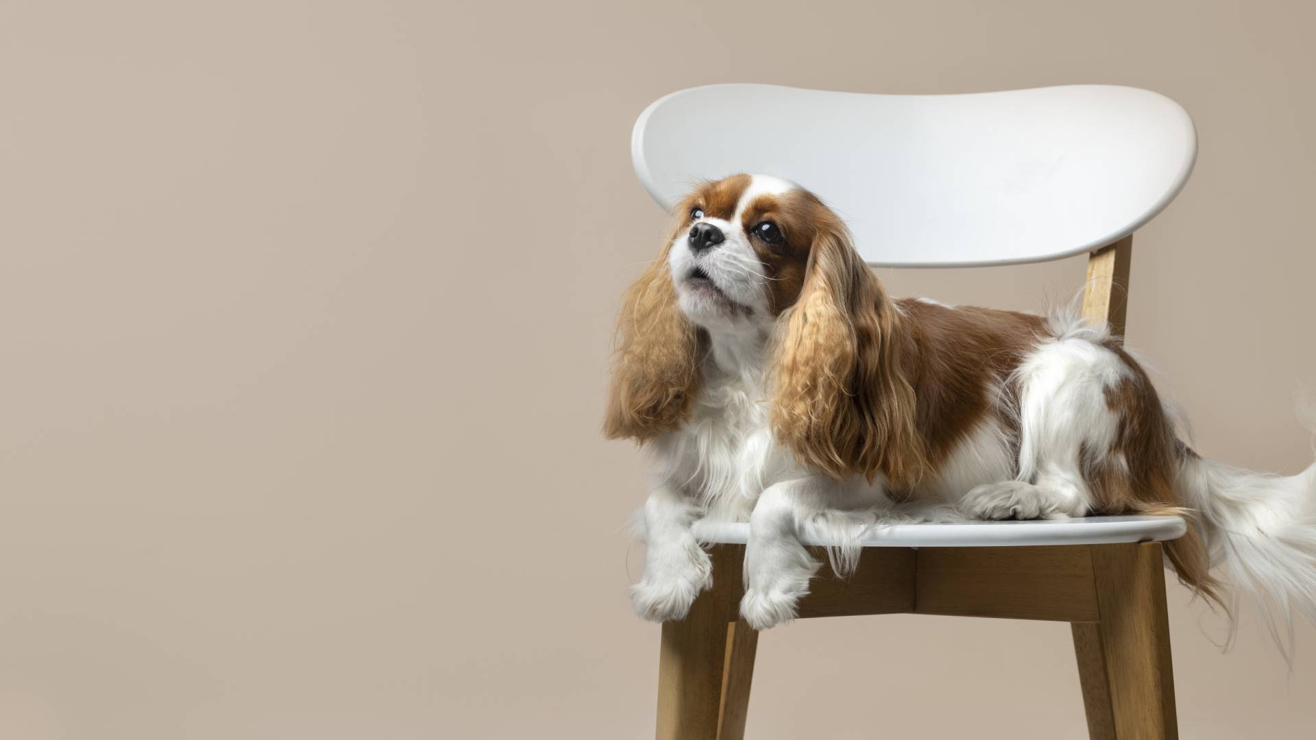 New Client Form | Veterinary Clinic Of Pearland